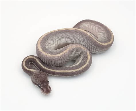 Leopard Purple Passion Ball Python By Custom Scales Morphmarket