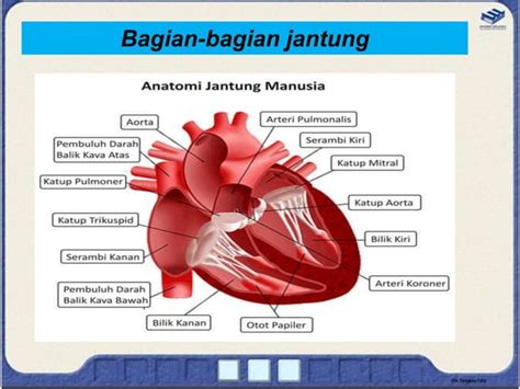 Tekanan Zat Cair Hidrostatis Pascal Bejana Berhubungan Pptx