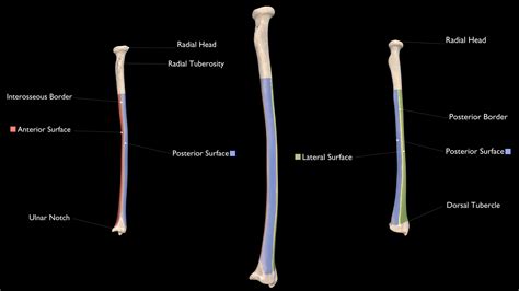 Radius 3d Anatomy Doc Jana