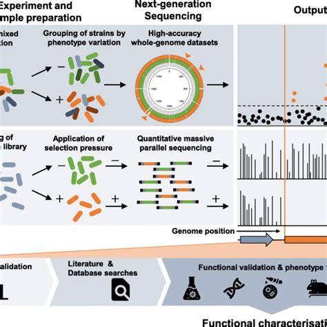 Pdf Next Generation Microbiology From Comparative Genomics To Gene