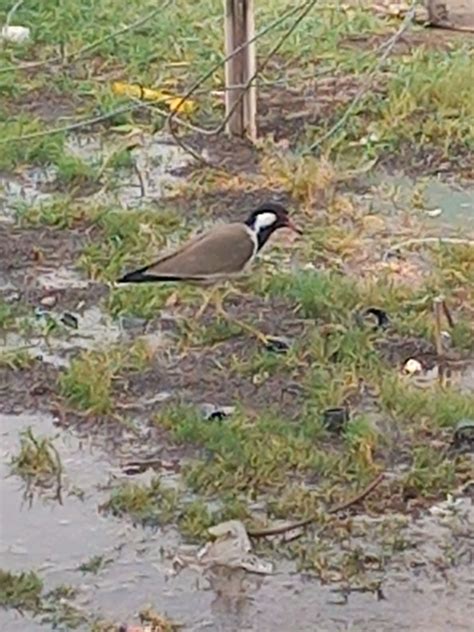 Squadron Leader Devinder Pal Singh Poonia Retd Posted On Linkedin