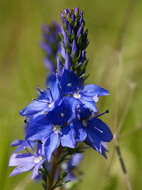 Veronica Speedwell A To Z Flowers