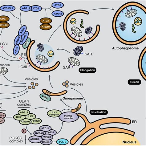 Schematic Representation Of The Autophagy Process The Autophagy