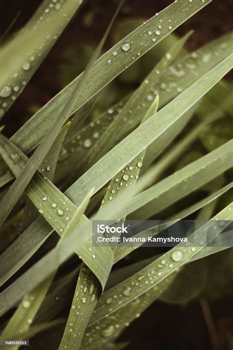 아침 노을 신선한 공기에 이슬이 맺힌 풀 어둠의 아름다움 이슬 맺힌 풀 자연의 고급스러움 크리스탈 이슬 속의 푸른 잔디 천연 다이아몬드 아침 이슬에 반짝이는 잔디 살아있는