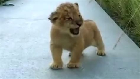 Tiny Lion Cub Tries His Best To Roar But The Sound He Makes Has