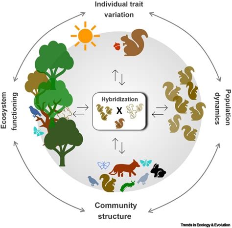 Hybridization Pricing Announced For New Renault Clio E Tech Full