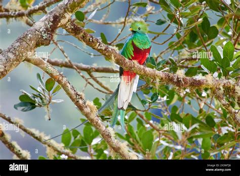 Resplendent Quetzal Pharomachrus Mocinno Male Perched In A Wild