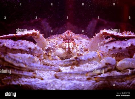 Photo of a large Kamchatka crab in an aquarium Stock Photo - Alamy