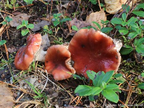 Gomphidius Roseus Mushroom World
