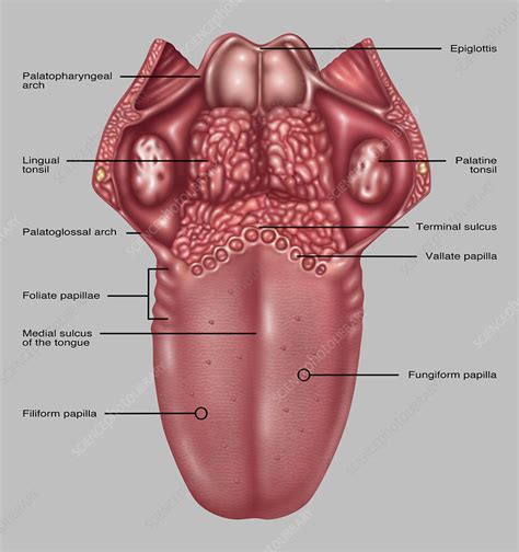 Terminal Sulcus