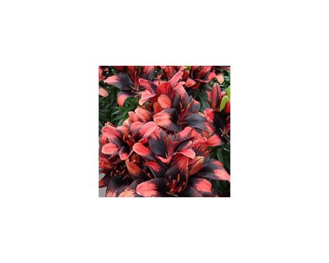 Tiny Shadow Dwarf Asiatic Lily