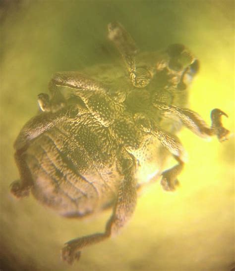 Small Round Weevil Acanthoscelidius Acephalus Bugguide