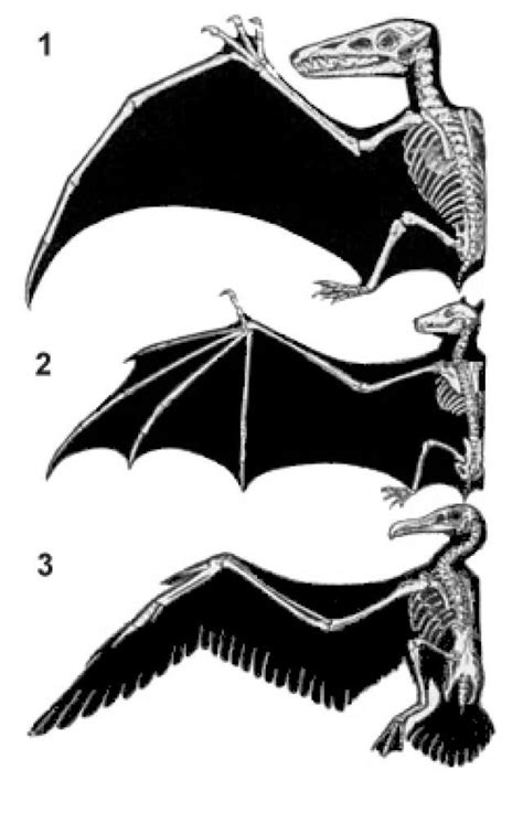 Can Two Unrelated Species Evolve To Become More Similar Pterosaur