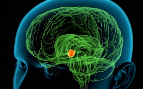 Hormones Archives Very Big Brain
