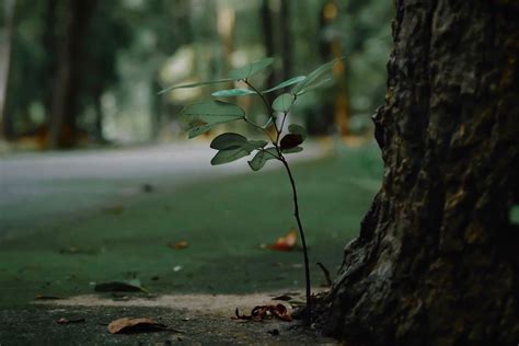 Memory In Nature A Living Lasting Legacy