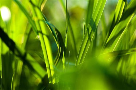 Premium Photo Grass Close Up Premium Photo Grass Close Up