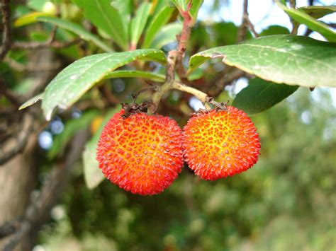 Strawberry Tree World Crops Database