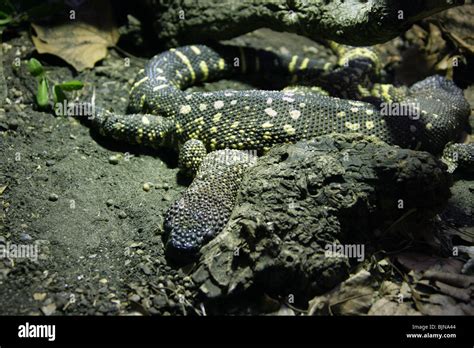 Pair Of Rio Fuerte Beaded Lizards Heloderma Horridum Exasperatum