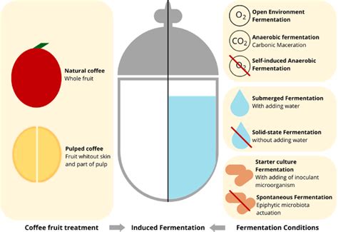 Conduction Possibilities Of Coffee Fermentation Processes Regarding To Download Scientific