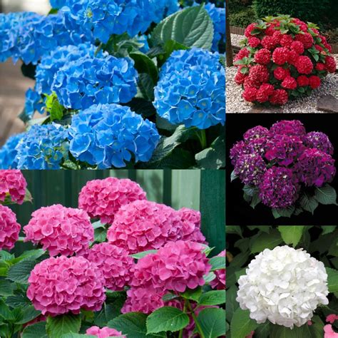 Buy Hydrangea Macrophylla Prince Collection At Uk