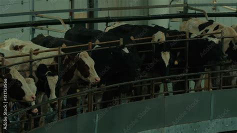 Process Milking Dairy Cows On Round Milking Machine Automated