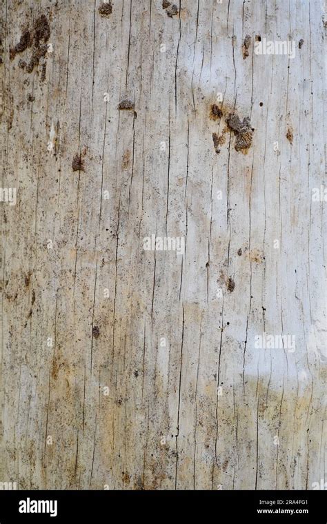 Tree Without Bark Natural Background Texture Stock Photo Alamy