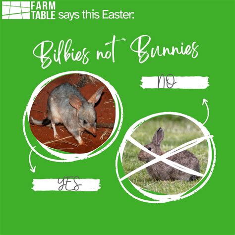 Why Bilbies Bilbies Are One Of Natures Eco Engineers They Play A