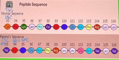 Solved Im Working On Anemia Lab Report Involve Identify