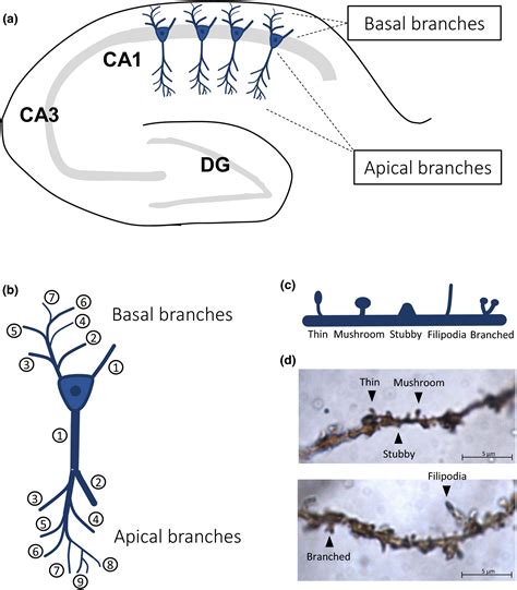 Dendritic Structures Hippo Campus
