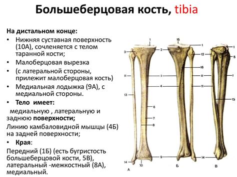 Морфофункциональная характеристика скелета и аппарата движения нижних конечностей презентация