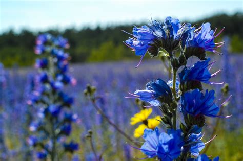 «vipers Bugloss Hd Wallpapers