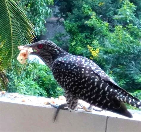 Asian Koel In My Gallery On Behance