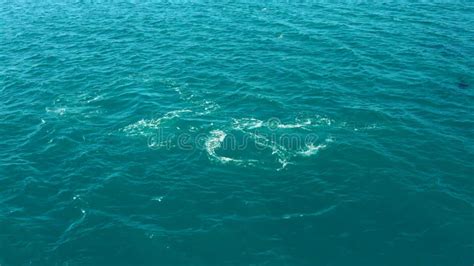 El Tule Los Cabos Bcs Mexico 2022 Ocean Stock Video Video Of Moving