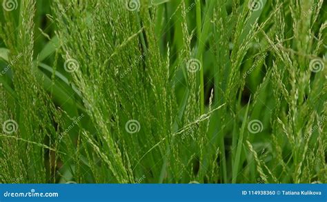 Common Meadow Grass In A Field Poa Pratensis Conical Panicles The Plant Is Also Called