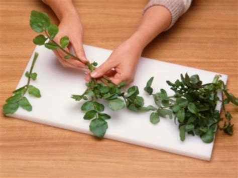 Tu Salud Agua De Berro Te Ayuda A Adelgazar