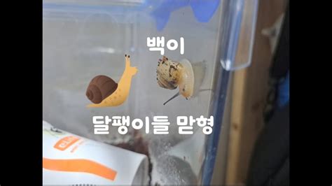 우리집 달팽이 키우기 Youtube