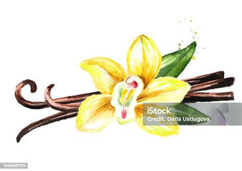 바닐라 꽃 포드 하 고 떠난다 흰색 배경에 고립 수채화 손으로 그린 그림 바닐라 양념류에 대한 스톡 벡터 아트 및 기타 이미지 바닐라 양념류 수채화 가지 식물 부위