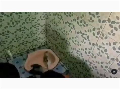 Mengerikan Viral Video Ular Keluar Dari Lubang Kloset Di Kamar Mandi