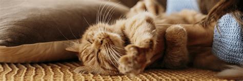 Pure Pets Best Pets Shop In Egypt