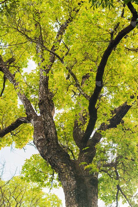看着热带雨林的树