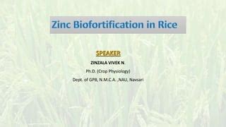 Zinc Biofortification In Rice PPT