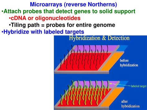 Bio Resource And Policy Information Ppt Download