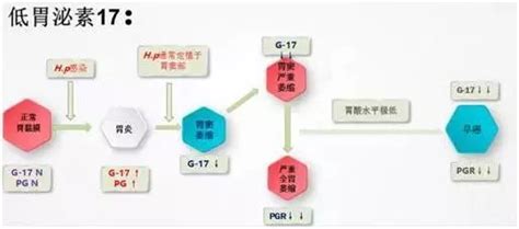 胃泌素17偏高 说明 偏低 第2页 大山谷图库