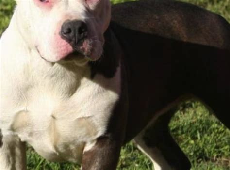 Perro pitbull mata a su dueña en Guanajuato la mujer presentó varias