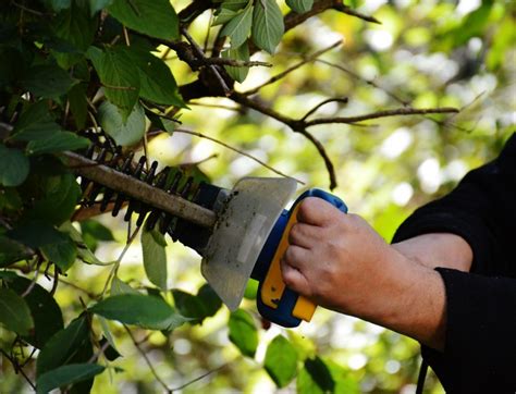 Why Prune Fruit Trees Garden Lovers