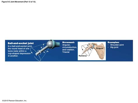 © 2015 Pearson Education Inc Ppt Download