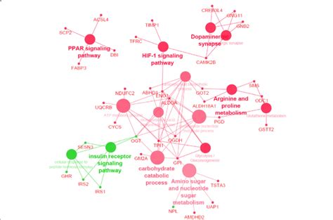 Schematic Representation Of Biological Process And Kyoto Encyclopedia