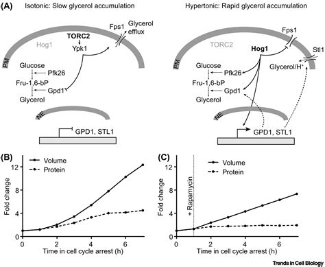Relevance And Regulation Of Cell Density Trends In Cell Biology