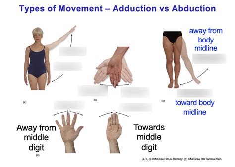 Types Of Movement Adduction Vs Abduction Diagram Quizlet