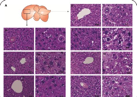 A Picture Of The Anatomy Of Mouse Liver B O Histological Sections Of
